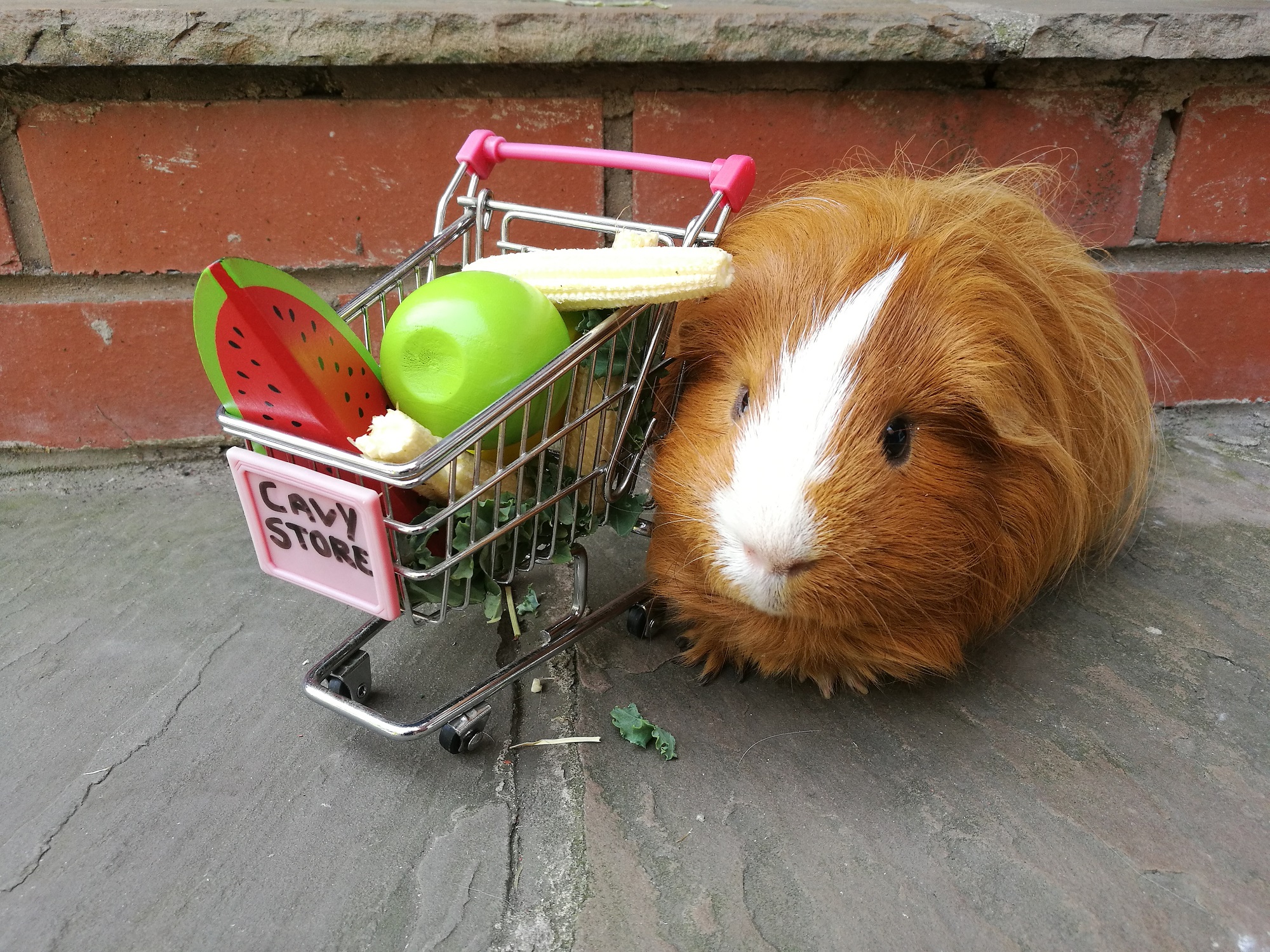 Diet and Wellbeing Guide – Cavy Corner