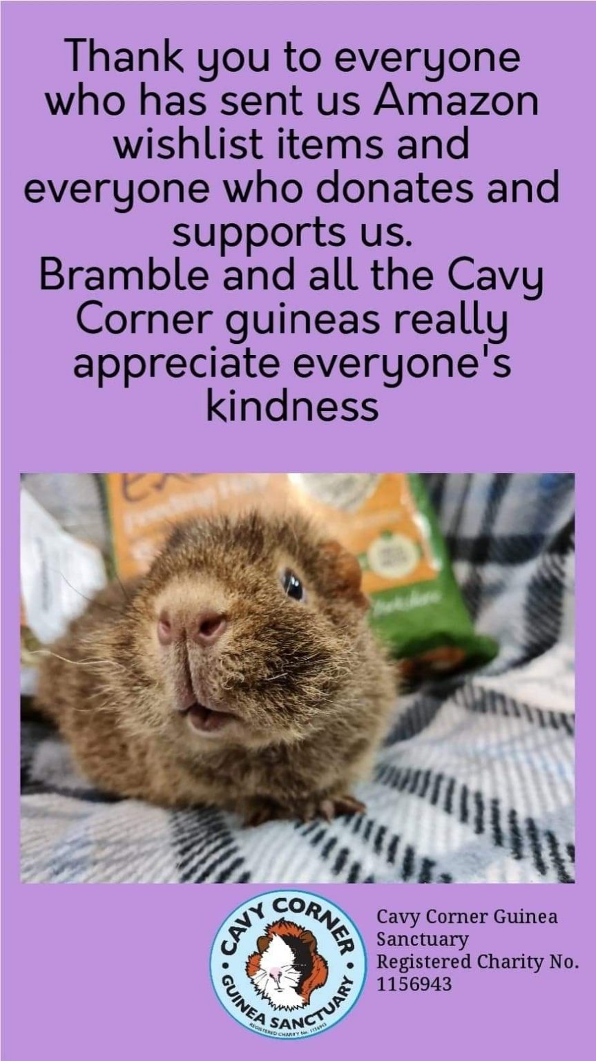 Cavy Corner – Guinea Pig Sanctuary